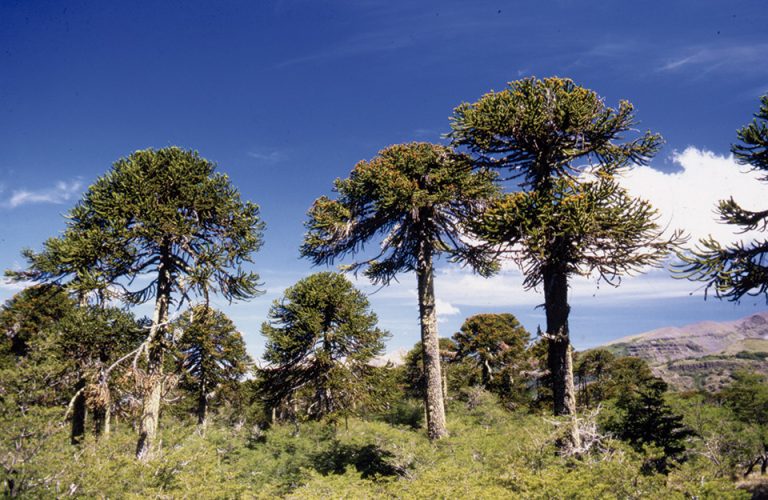 15 árboles nativos de Chile representativos de la vegetación | Marca Chile
