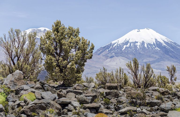 15 árboles nativos de Chile representativos de la vegetación | Marca Chile