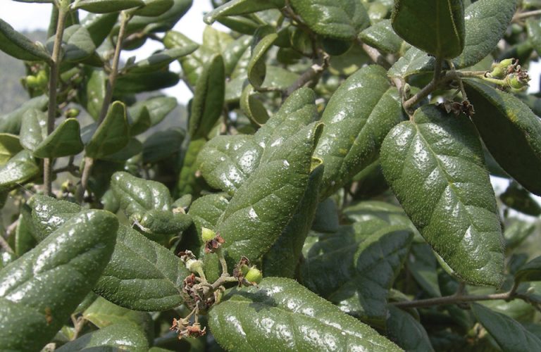 15 native Chilean trees representative of its vegetation | Marca Chile