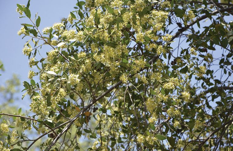 15 árboles nativos de Chile representativos de la vegetación | Marca Chile