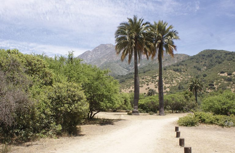 15 árboles nativos de Chile representativos de la vegetación | Marca Chile