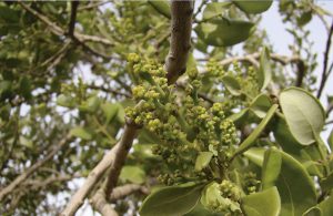 15 árboles nativos de Chile representativos de la vegetación | Marca Chile
