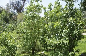 15 árboles nativos de Chile representativos de la vegetación | Marca Chile