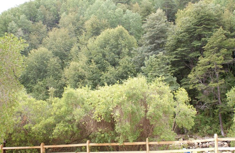 15 árboles nativos de Chile representativos de la vegetación | Marca Chile