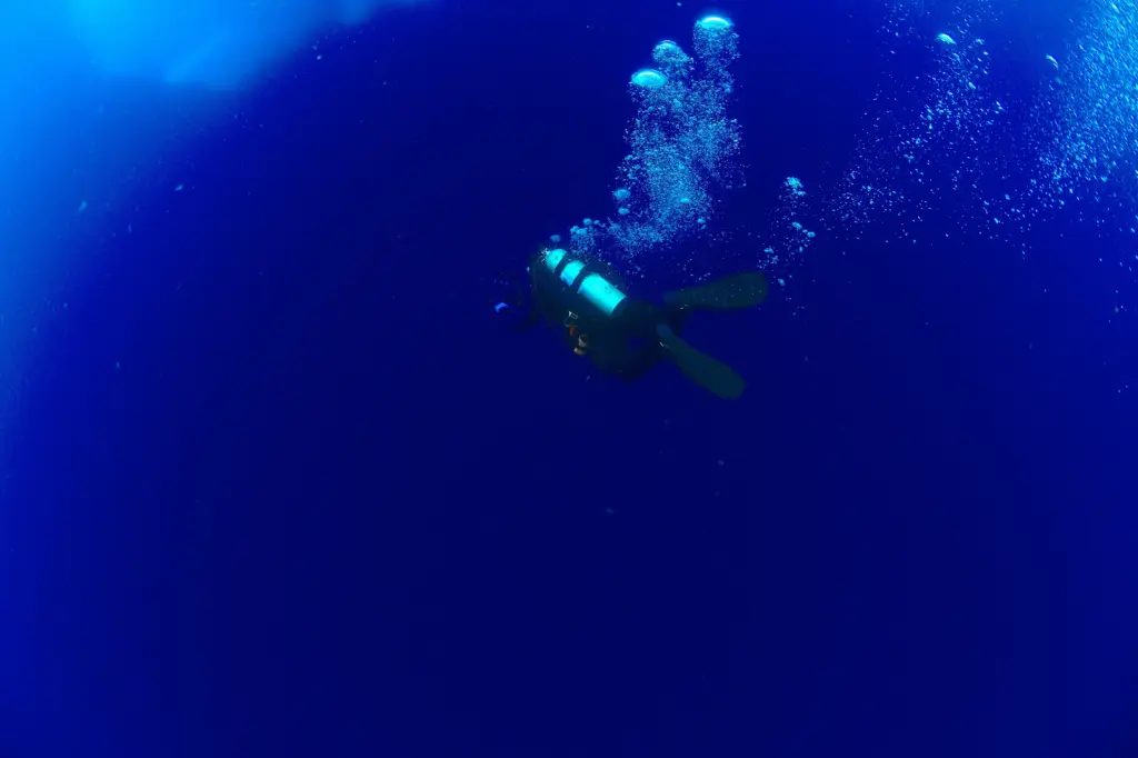 智利《马卡Siete instituciones chilenas se unen para bucear en la Antártica