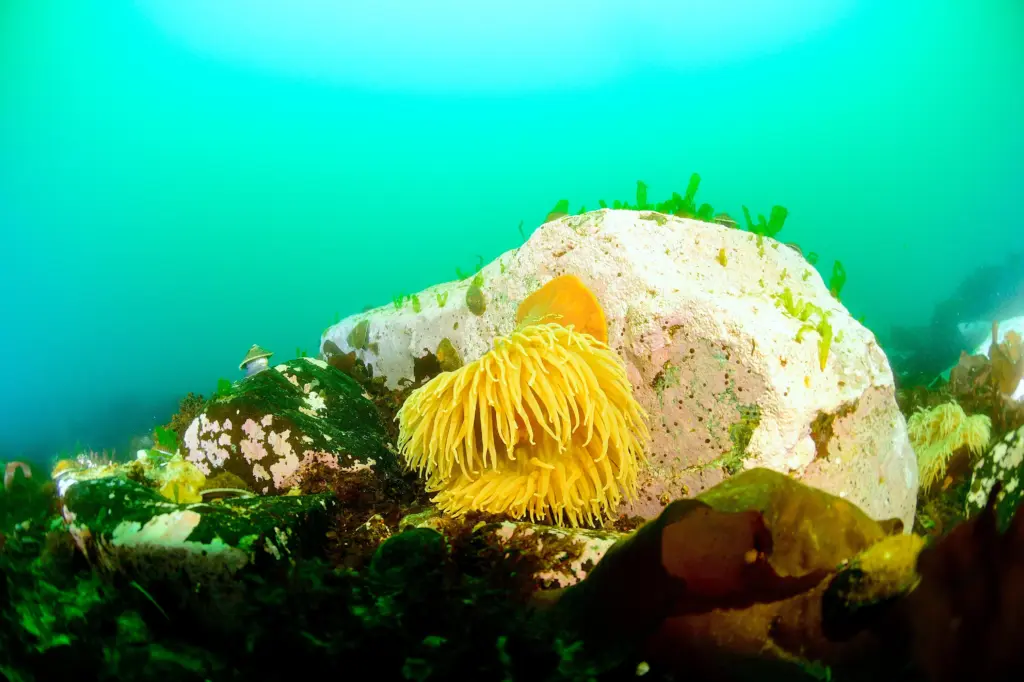 Siete instituciones chilenas se unen para bucear en la Antártica y ...